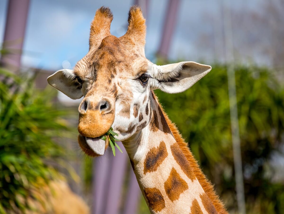 7 Animals at Auckland Zoo You Won't Want to Miss